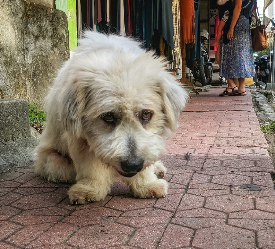 J'ai trouvé un chien errant : Actions à entreprendre immédiatement